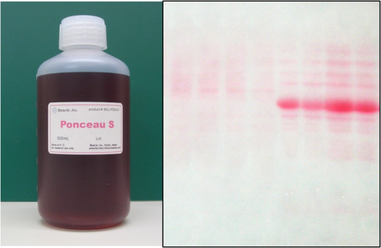 Ponceau-S Staining Solution｜Beacle,Inc.